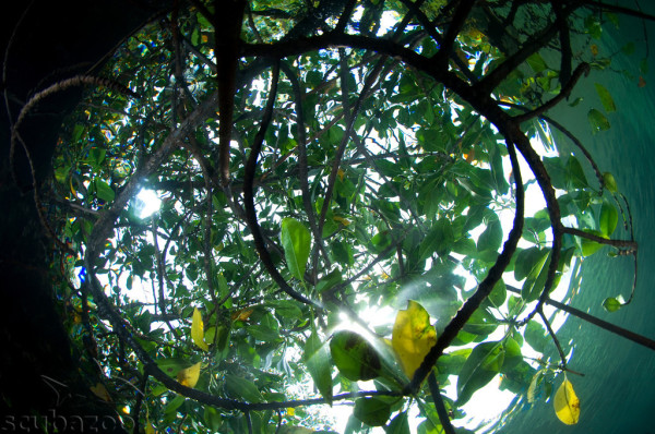 Importancia de las investigaciones científicas en plantas y animales ...