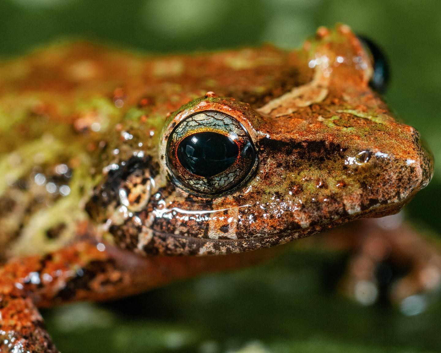 Aquí hay la mayor diversidad de anfibios en Venezuela