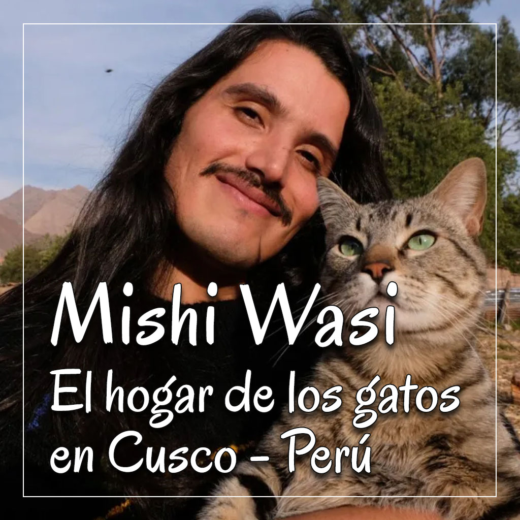 Mishi Wasi: El hogar de los gatos ? en Cusco, Perú